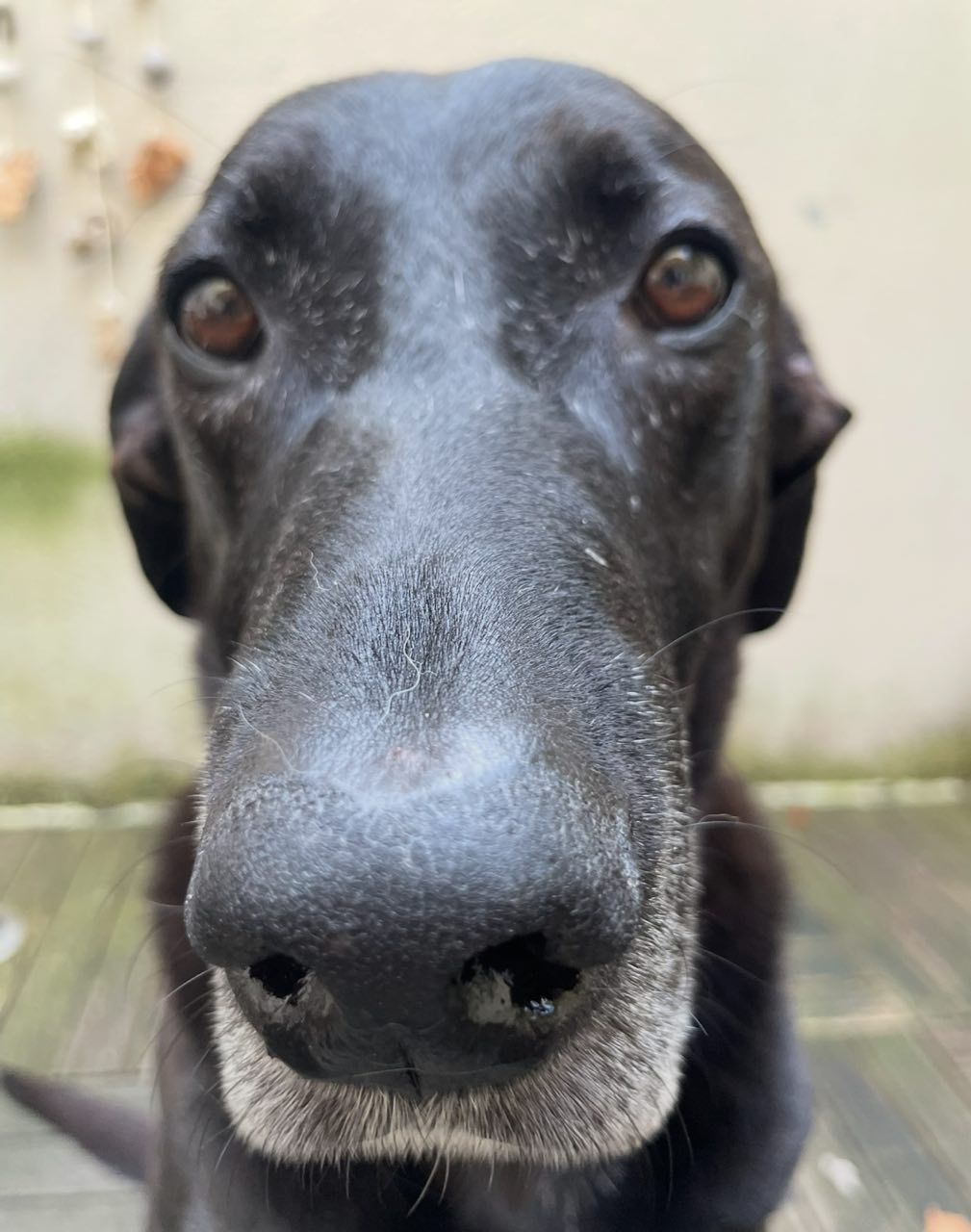 BEDOO ($DOO)